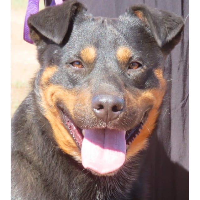 Chops - Large Male Rottweiler Mix Dog in NSW - PetRescue