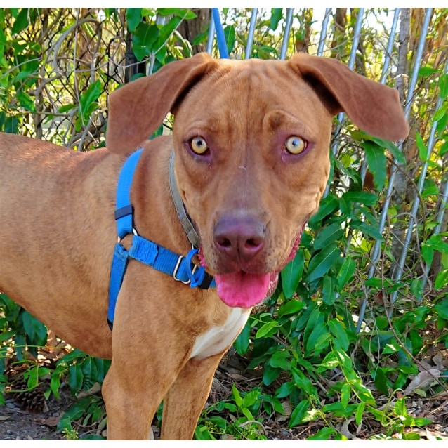 Jozee - Medium Female Hungarian Vizsla x Rhodesian Ridgeback Mix Dog in ...