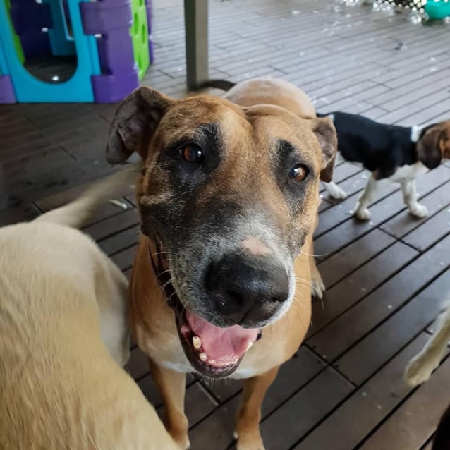 Meg - Large Female Irish Wolfhound x Rhodesian Ridgeback Mix Dog in NSW ...