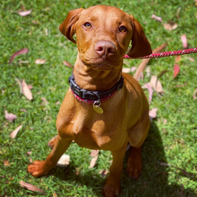 Rusty - Large Male Hungarian Vizsla Dog in VIC - PetRescue