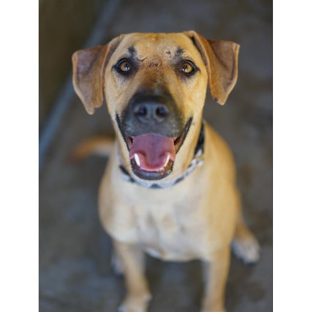 Riley - Large Male Rhodesian Ridgeback x American Staffordshire Bull ...