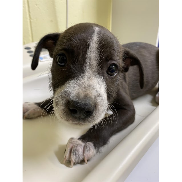 Angel - Medium Female Maltese Terrier x English Staffordshire Bull ...