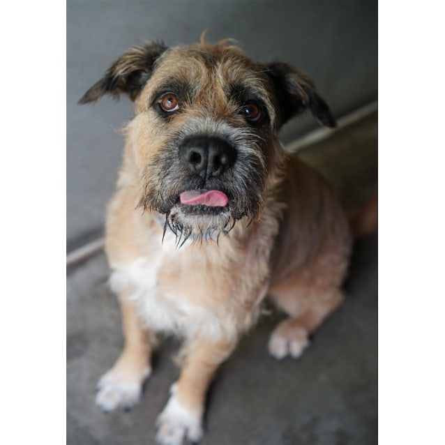 Abraham - Large Male Boxer x Irish Wolfhound Mix Dog in QLD - PetRescue