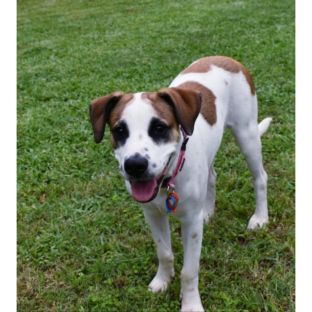 Lyndie - Medium Female Mastiff x Pointer Mix Dog in QLD - PetRescue