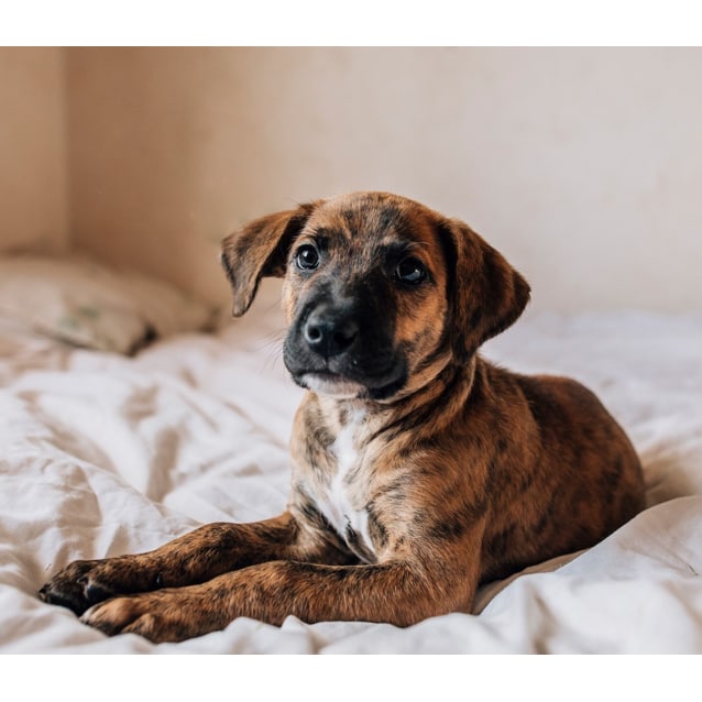 Hash Brown - Medium Male Mixed Breed Dog in WA - PetRescue