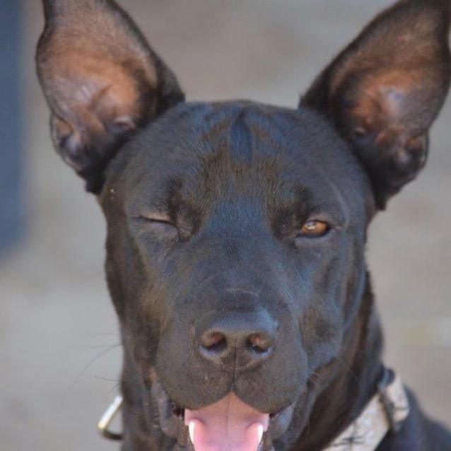 Oggy - Medium Male Rhodesian Ridgeback x Shar-Pei Mix Dog in WA - PetRescue