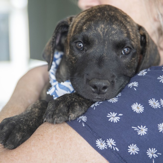 Davey ~ handsome Mastiff x puppy (On Trial 28/3/20 - Medium Male ...