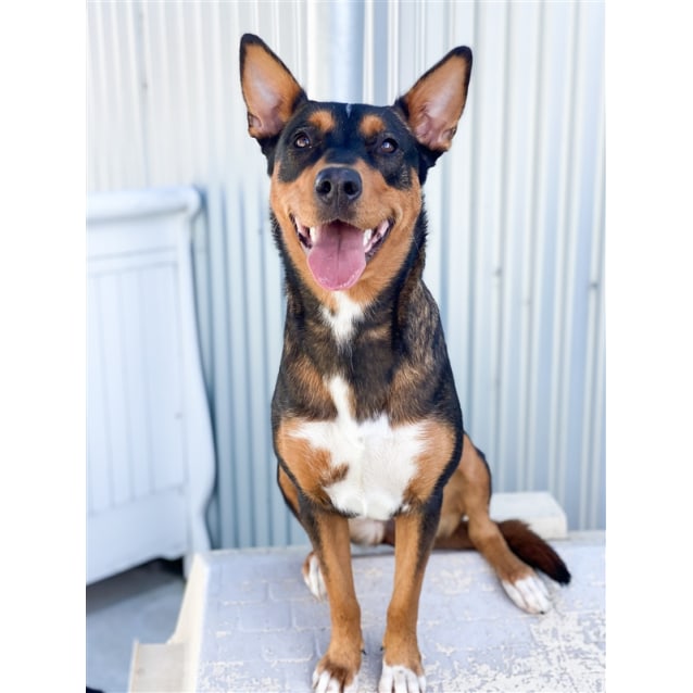 Stella - Large Female Kelpie x Rhodesian Ridgeback Mix Dog in NSW ...