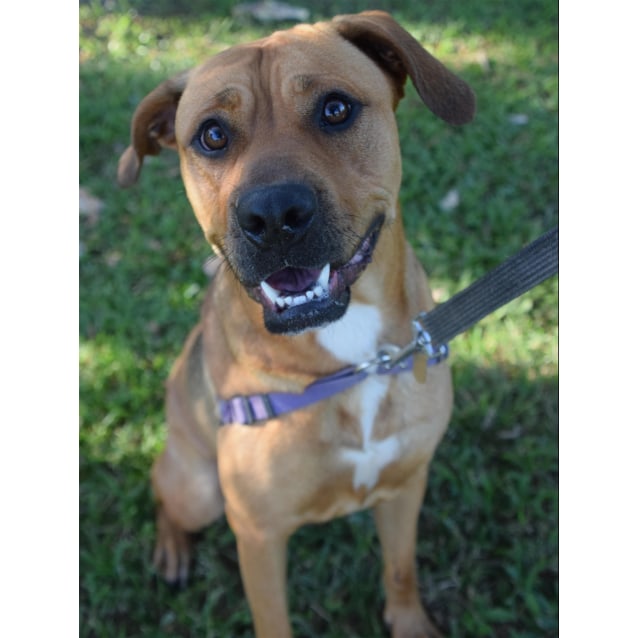 Stella - Large Female Rottweiler x American Staffordshire Bull Terrier ...