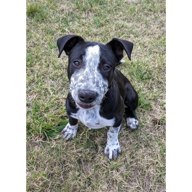 Basil - Large Male American Staffordshire Terrier x Border Collie Mix ...