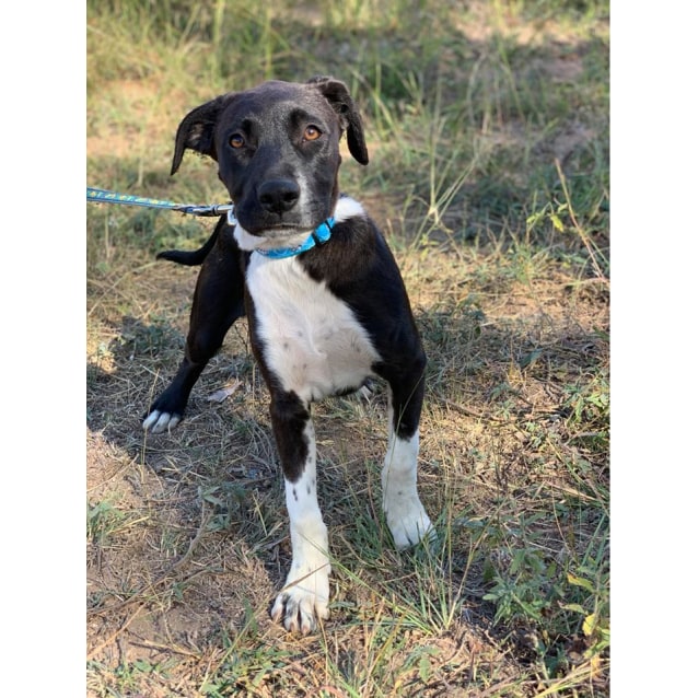 Diesel - Medium Male Boxer x Border Collie Dog in QLD - PetRescue