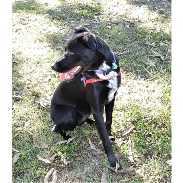 Lana - Medium Female Border Collie x Rottweiler Mix Dog in QLD - PetRescue