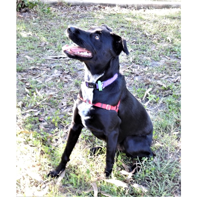 Lana - Medium Female Border Collie x Rottweiler Mix Dog in QLD - PetRescue