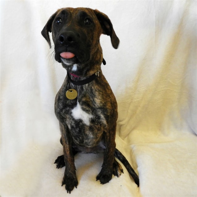 Chilli - Large Female Bull Arab Mix Dog in VIC - PetRescue