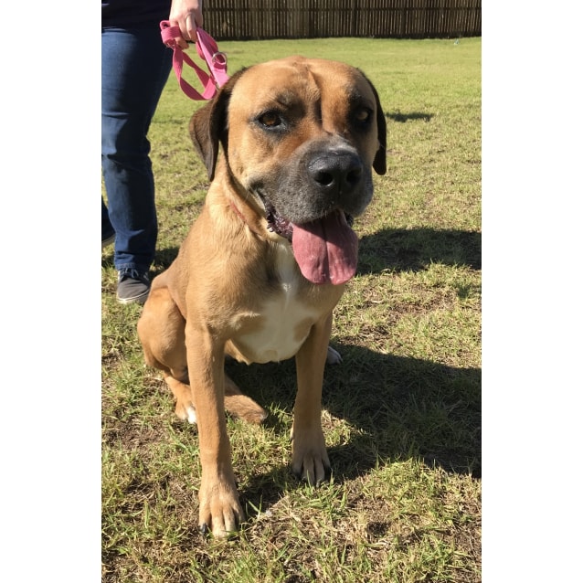 Cashmere - Large Female Rhodesian Ridgeback x Rottweiler Mix Dog in QLD ...