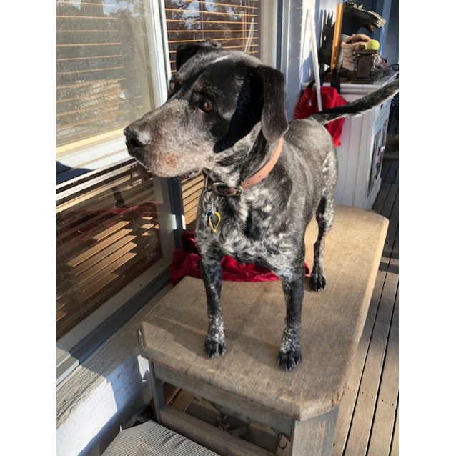 Jack - Medium Male Blue Heeler x Pointer Mix Dog in VIC - PetRescue