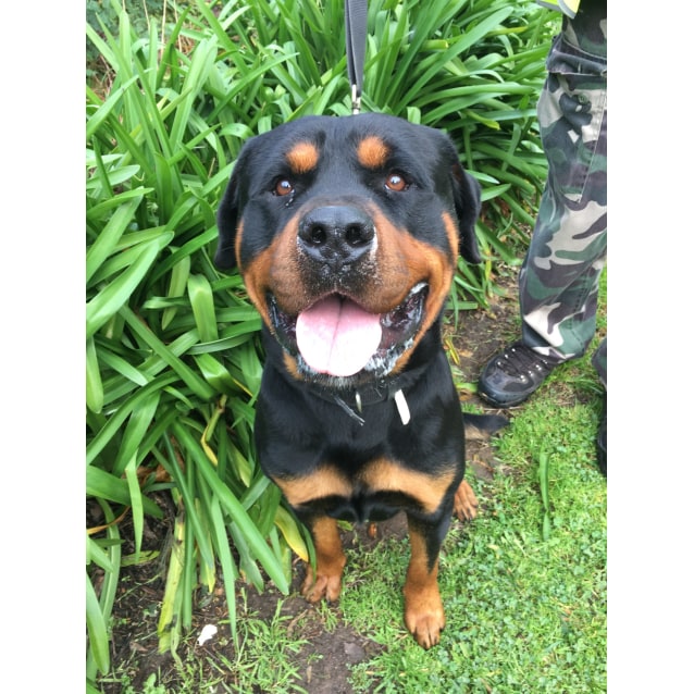 Rocky - Large Male Rottweiler Dog in NSW - PetRescue