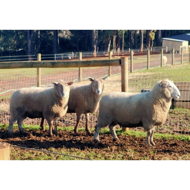 Sheep for Adoption - Female Sheep in VIC - PetRescue