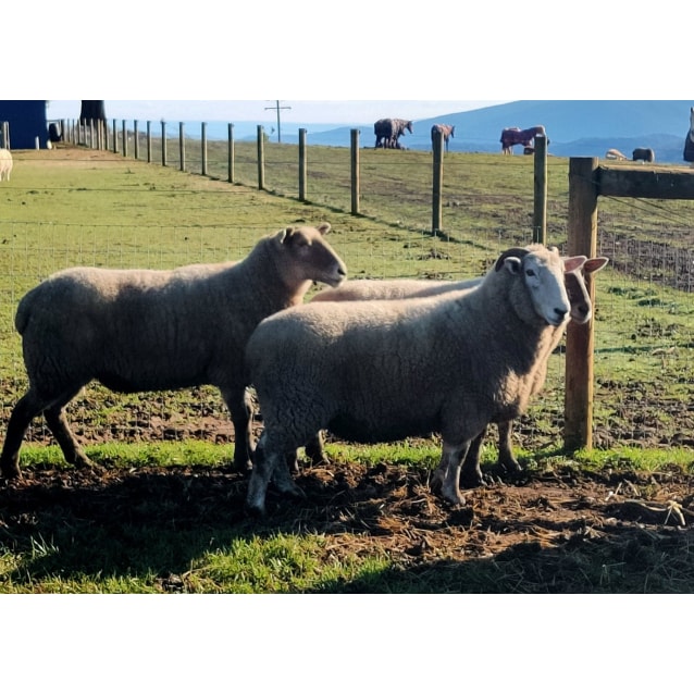 Sheep for Adoption - Female Sheep in VIC - PetRescue