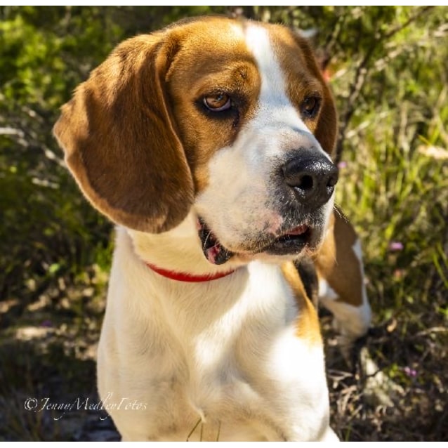 Bigga - Large Male Beagle Dog in NSW - PetRescue