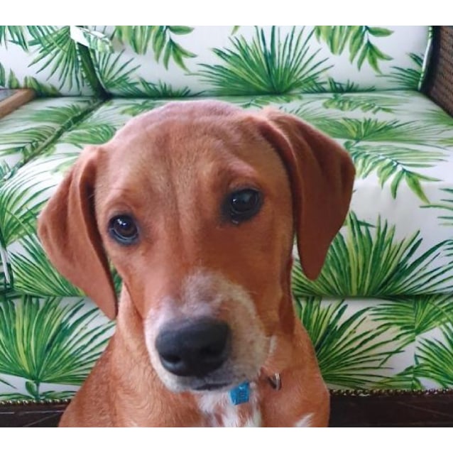 Lexi - Medium Female Red Heeler x Rhodesian Ridgeback Mix Dog in WA ...