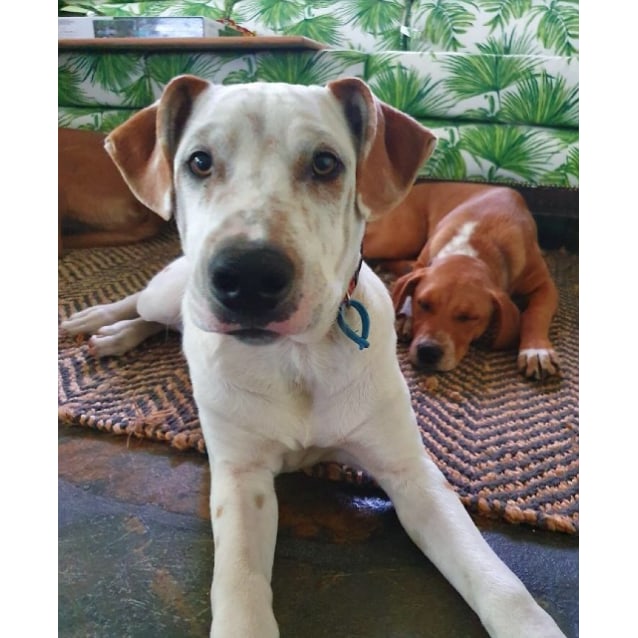 Louie - Medium Male Red Heeler x Rhodesian Ridgeback Mix Dog in WA ...