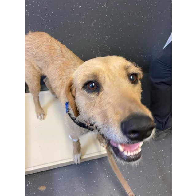 Lena - Large Female Golden Retriever x Irish Wolfhound Mix Dog in QLD ...