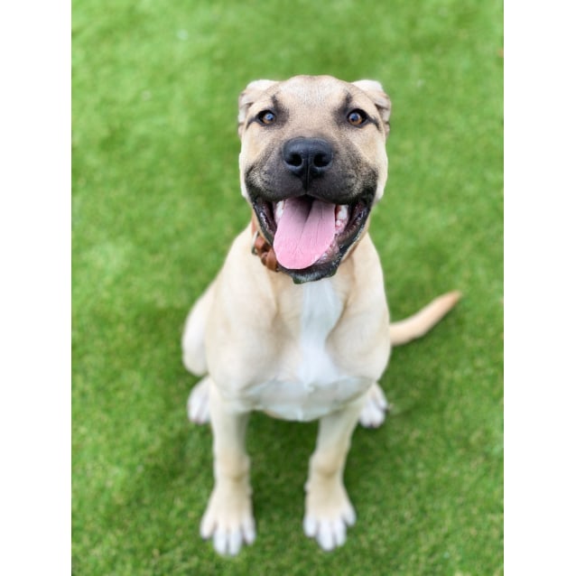 Zia - Large Female Rhodesian Ridgeback x Bullmastiff Mix Dog in NSW ...