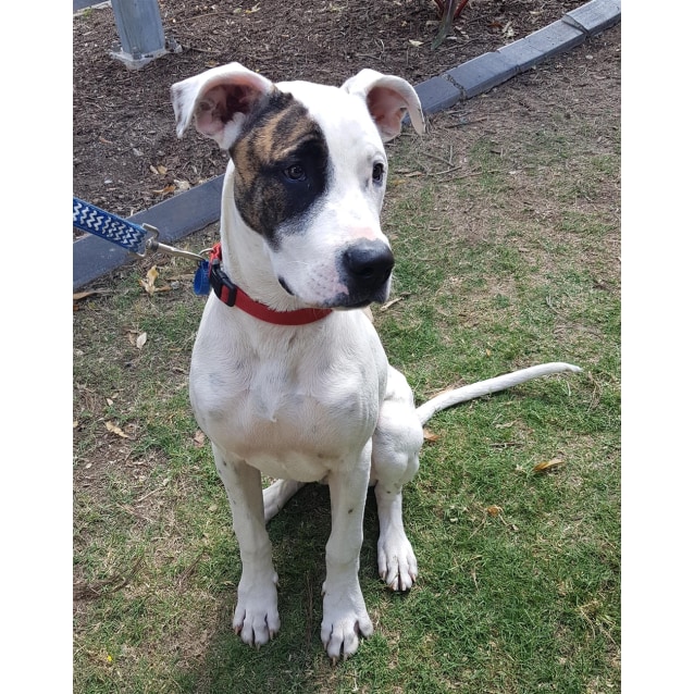 Wally - Large Male English Pointer x American Staffordshire Bull ...