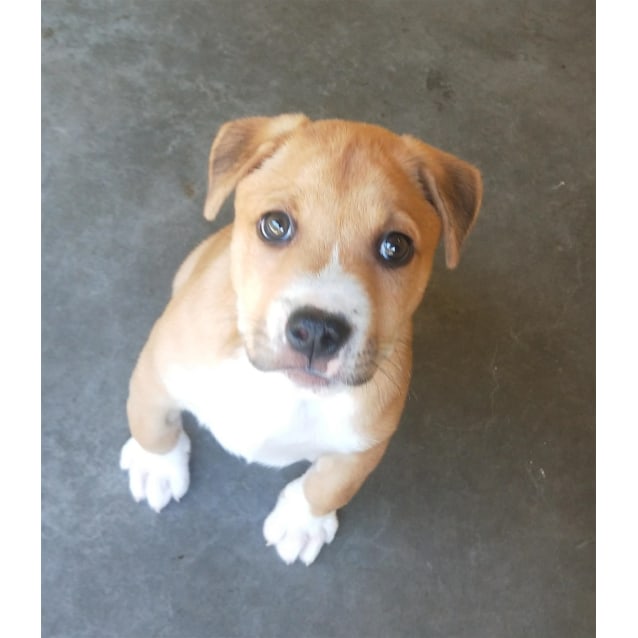 Archie - Medium Male Alaskan Malamute x American Staffordshire Bull ...