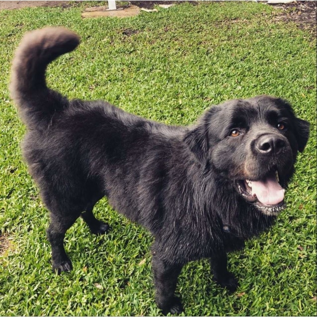 Bear - Large Male Newfoundland x Rottweiler Mix Dog in NSW - PetRescue