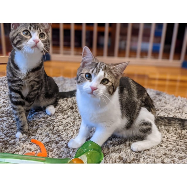 Teen Tabby Sensations Bingus & Dingus - Female Domestic Short Hair Cat ...