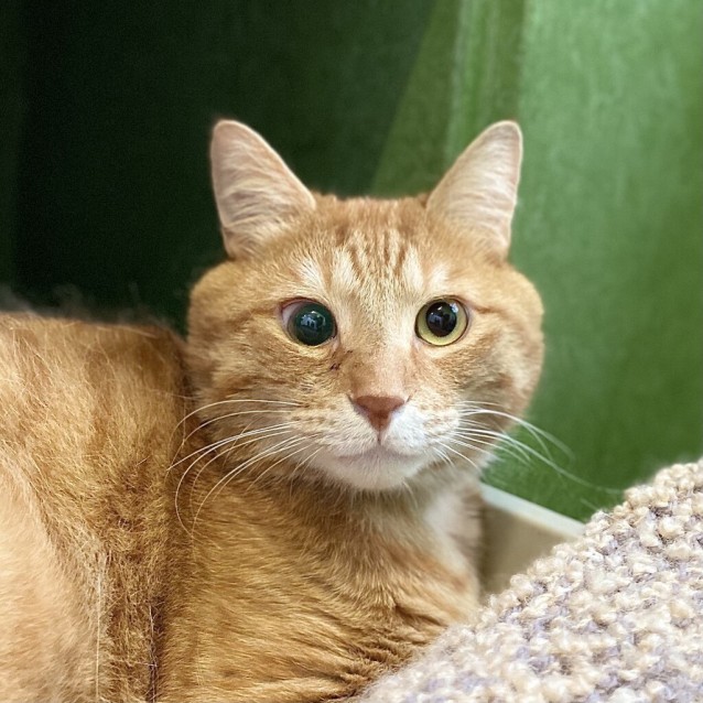Ginger - Male Domestic Short Hair Mix Cat in VIC - PetRescue
