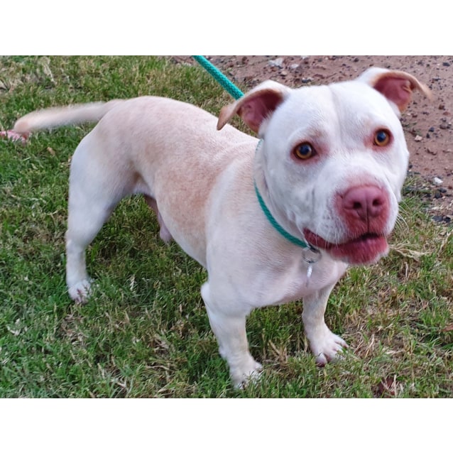 Yhandi - Small Male Staffordshire Bull Terrier x Maltese Mix Dog in VIC ...
