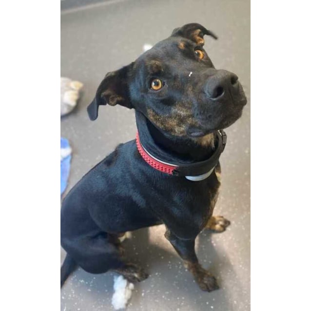 Ringer - Large Male Doberman x Rhodesian Ridgeback Mix Dog in QLD ...