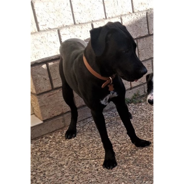 Wally - Medium Male Bull Arab x Labrador Mix Dog in QLD - PetRescue