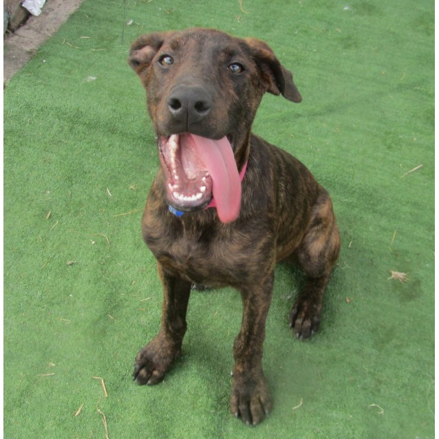 Dallas (On Trial 31/1/13) - Large Male Doberman x Staffy x German ...