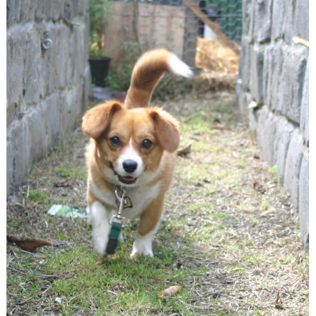Pippa - Small Female Cavalier King Charles Spaniel x Corgi, Pembroke ...