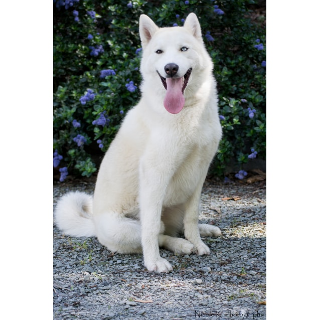 Ghost - Medium Male Siberian Husky Dog in VIC - PetRescue