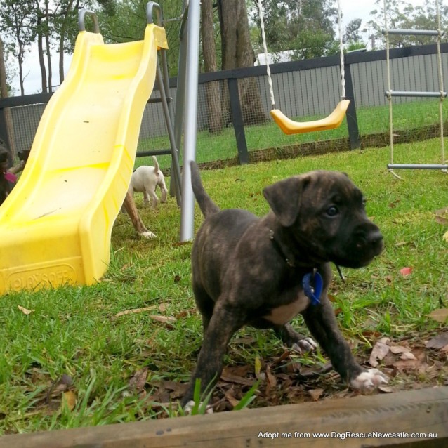 Holly (On trial 23/12/14) ~ Staffy x Ridgeback pup - Large Female ...