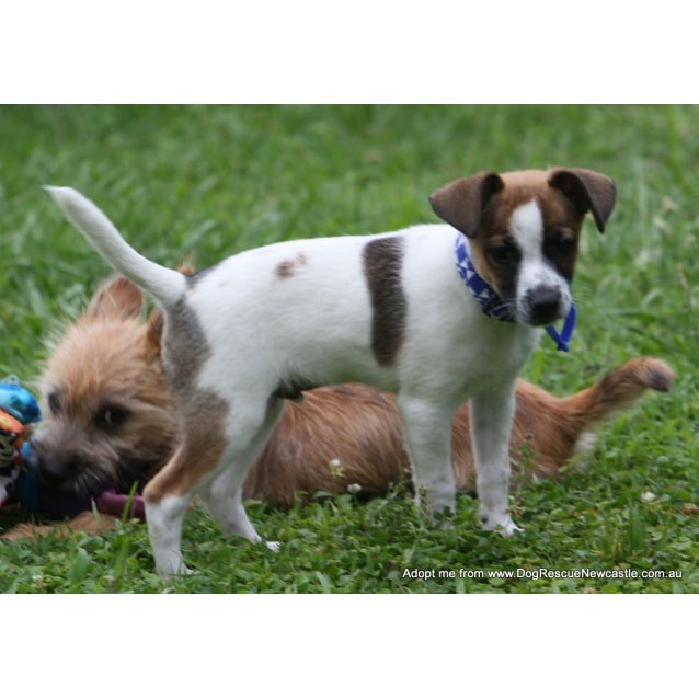 Sammy (On Trial 11/1/15)~ Jrt x Mini Foxy puppy - Small Male Jack ...