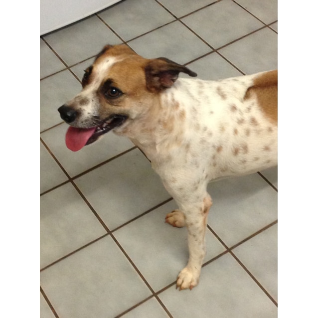 Fizzy - Small Male Jack Russell Terrier x Rhodesian Ridgeback Mix Dog ...