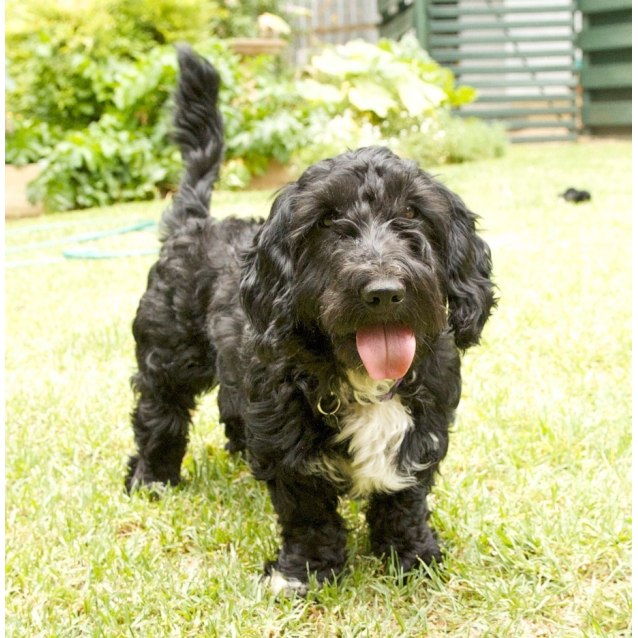 Rory *On Trial in His New Home* - Small Male Cocker Spaniel, English x ...