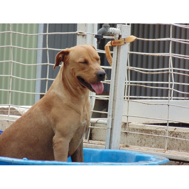 Amber - Ridgeback x Lab - Medium Female Labrador x Ridgeback Dog in VIC ...