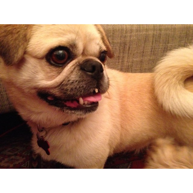 Lotus & Marla - Small Female Pekingese x Pug x Shiba Inu Dog in NSW ...