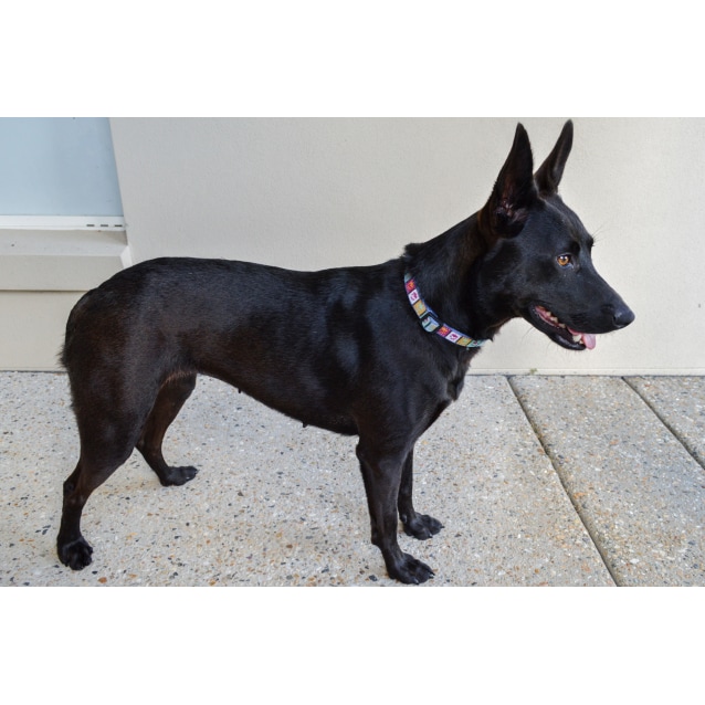 Ebby - Medium Female Australian Stumpy Tail Cattle Dog x Kelpie Dog in ...