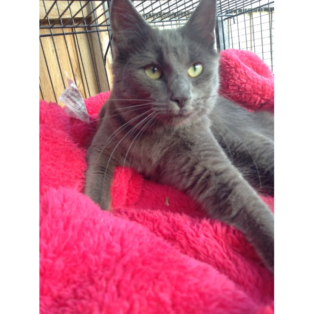 Gigi - Female Ragdoll x Russian Blue Mix Cat in VIC - PetRescue
