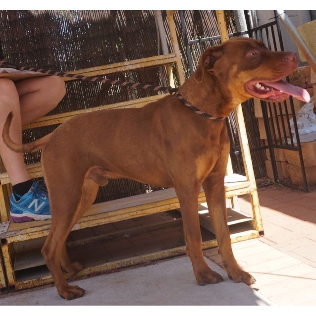 Mustang - Medium Male Doberman x Mastiff Mix Dog in WA - PetRescue