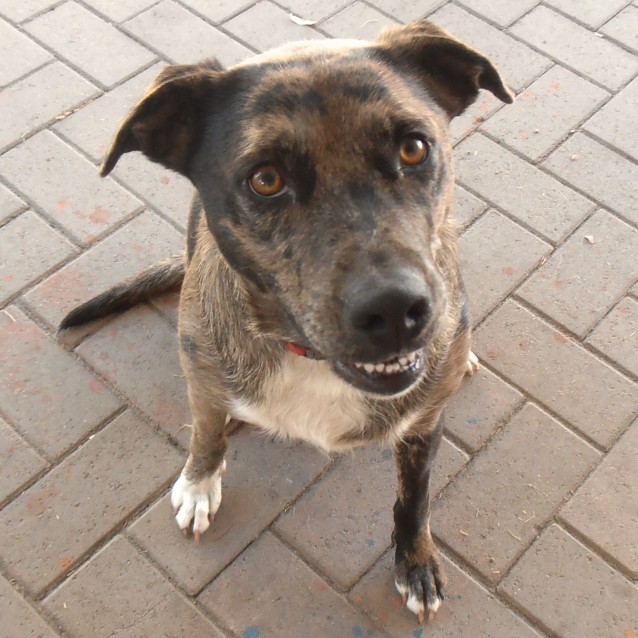 Daisy - Medium Female Australian Shepherd x Staffy Mix Dog in WA ...