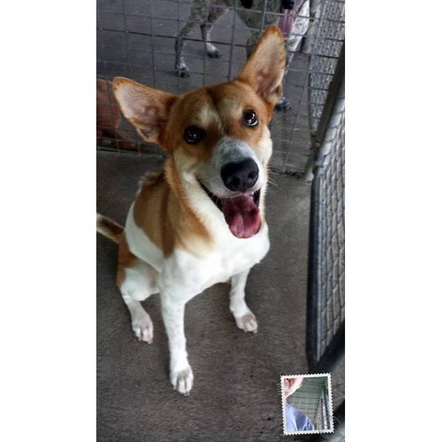 Sheba - Medium Female Dingo x Kelpie x Rhodesian Ridgeback Mix Dog in ...